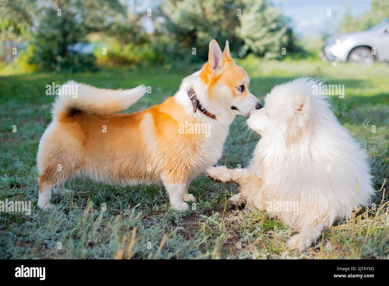 funny dogs corgi and samoyed play on the grass Stock Photo - Alamy