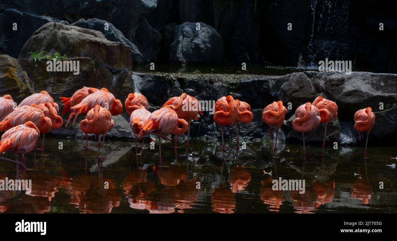 A flamboyance of American flamingos (Phoenicopterus ruber) reflecting ...