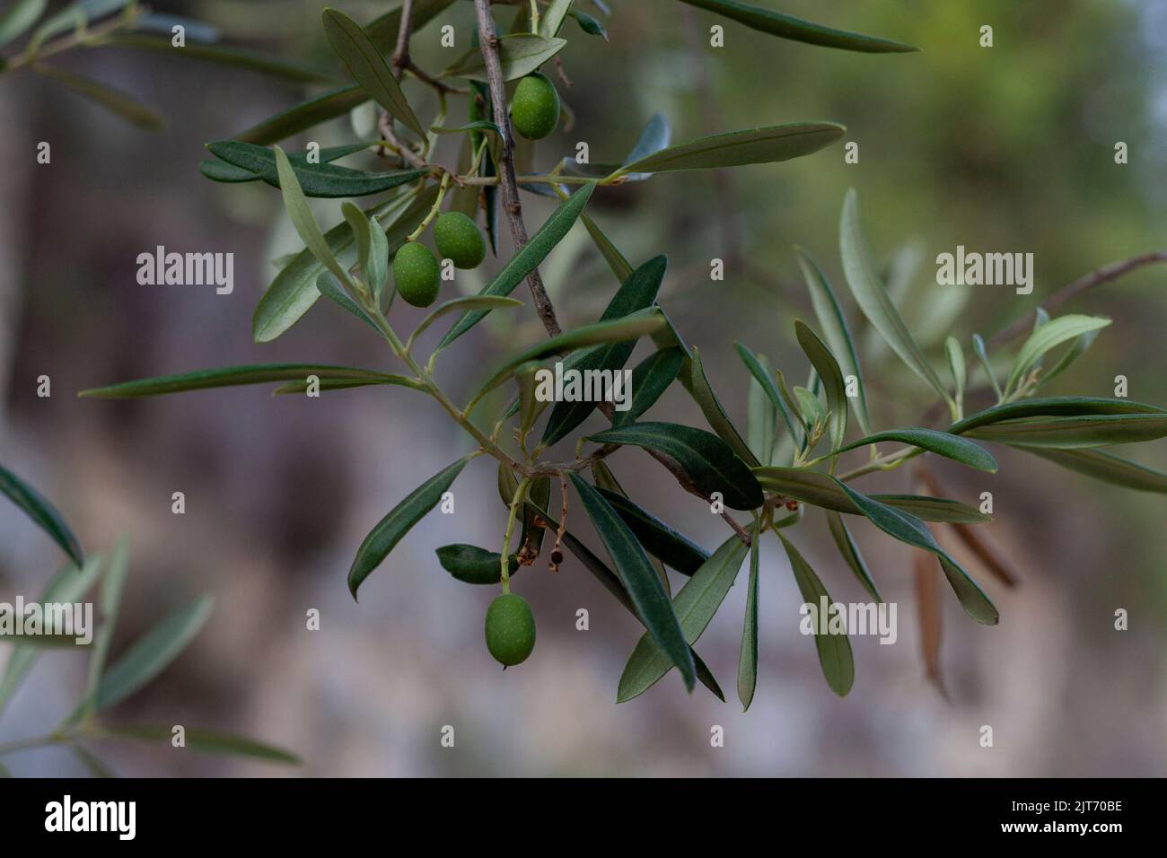 olive tree branch with olive fruits Stock Photo - Alamy