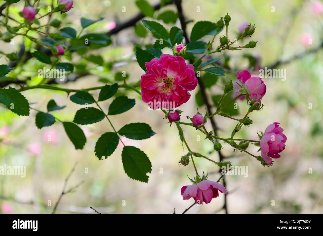 Pink flowers close-up in Prypiat city, within the Chernobyl exclusion ...