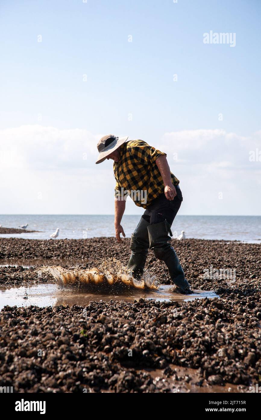 An image of the traditional task of mussel harvesting on the mussel ...