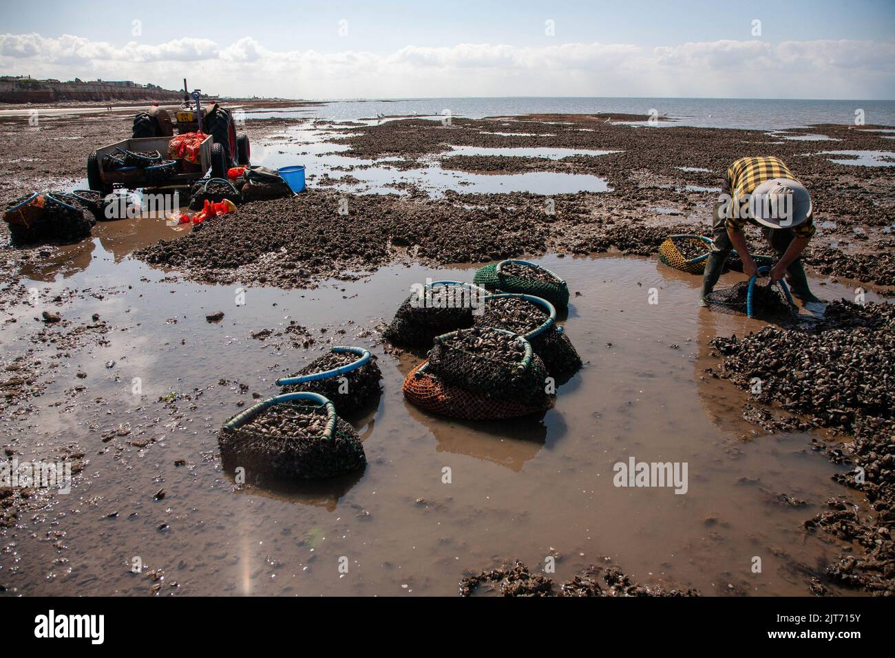 An image of the traditional task of mussel harvesting on the mussel ...