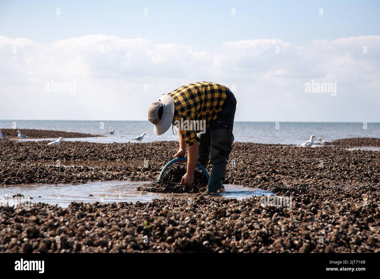 An image of the traditional task of mussel harvesting on the mussel ...