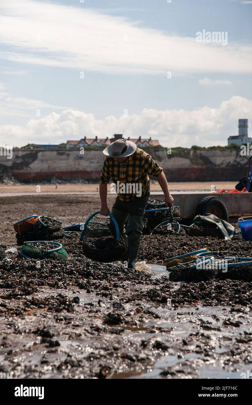 An image of the traditional task of mussel harvesting on the mussel ...