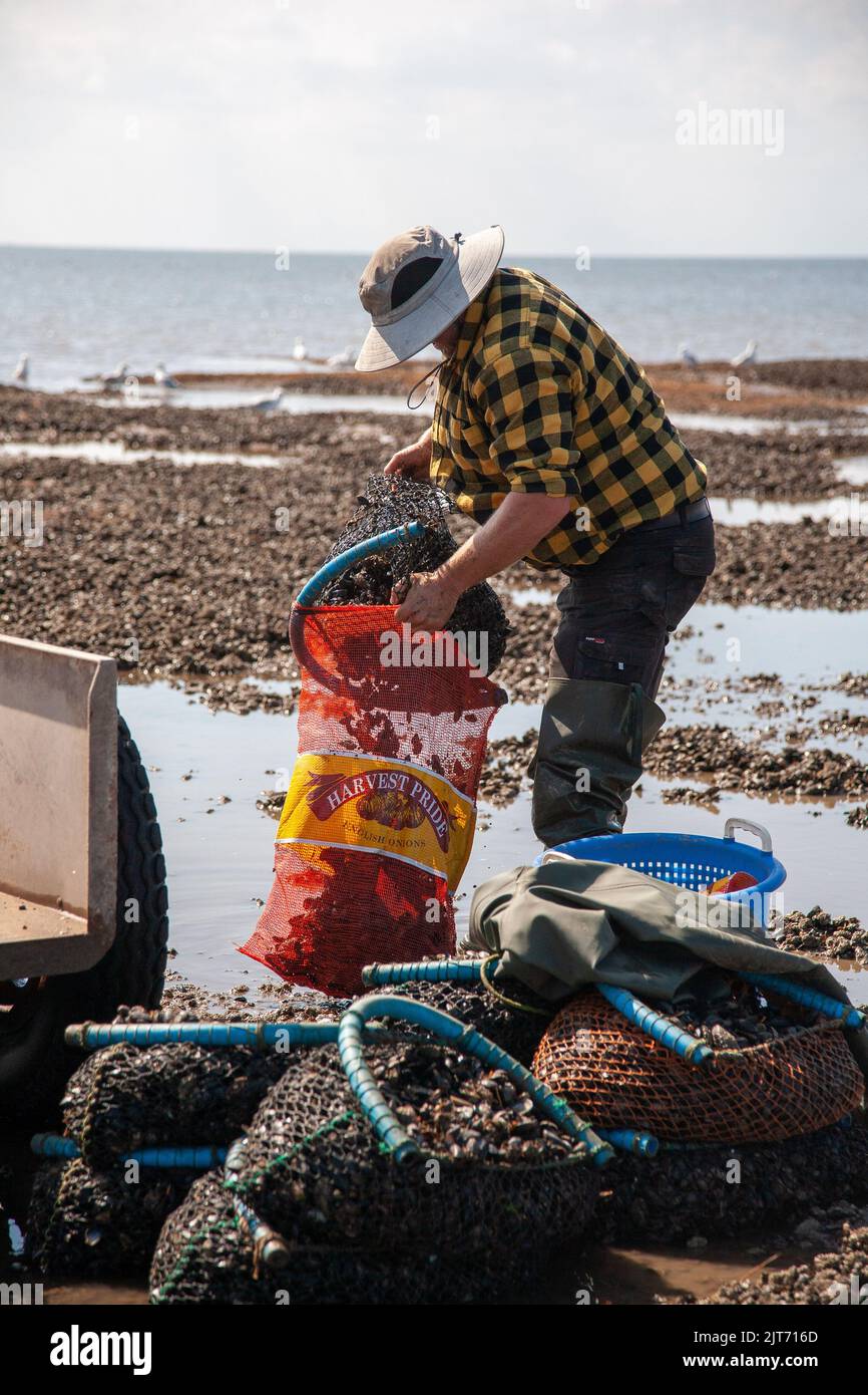 An image of the traditional task of mussel harvesting on the mussel ...