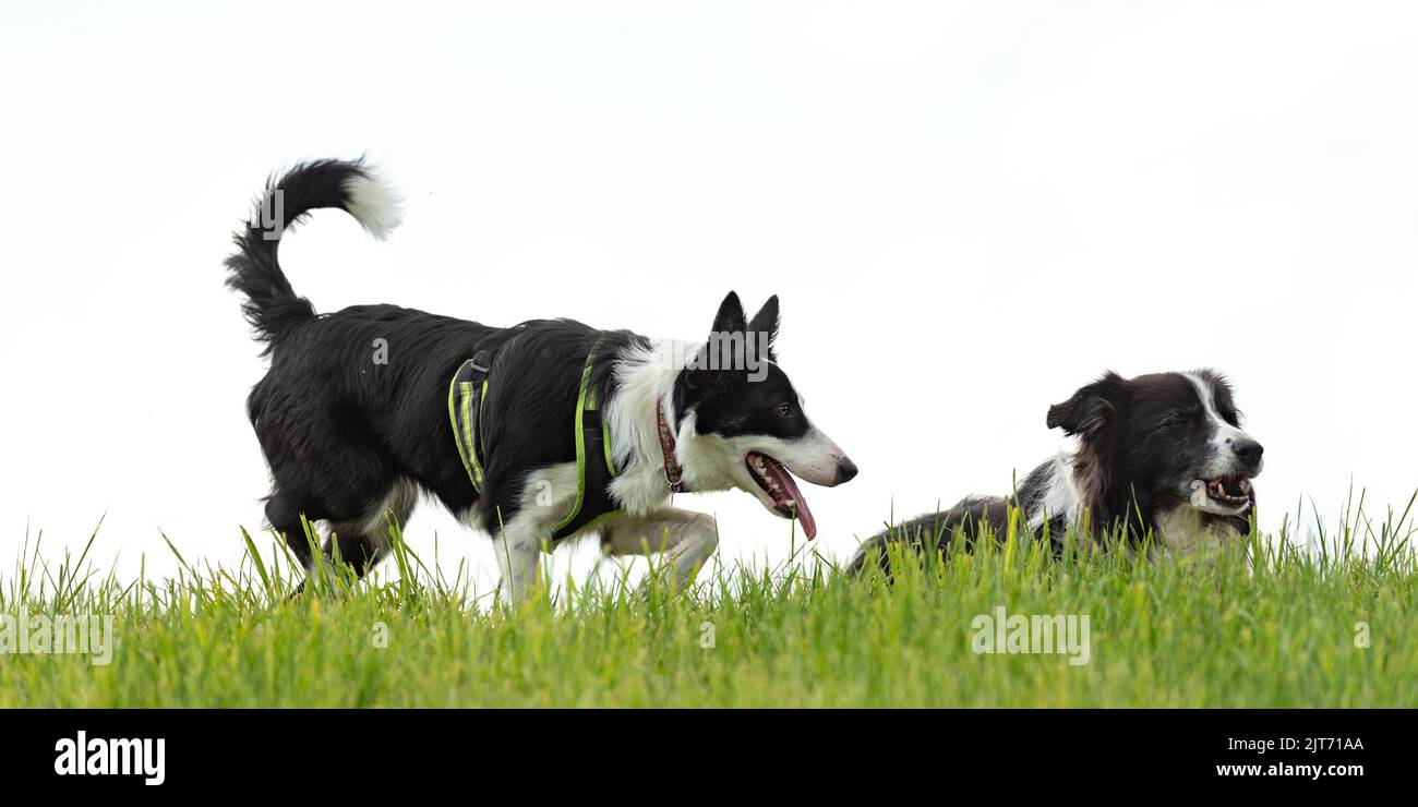 Cute beautiful Border Collies on a green meadow outside in the nature ...