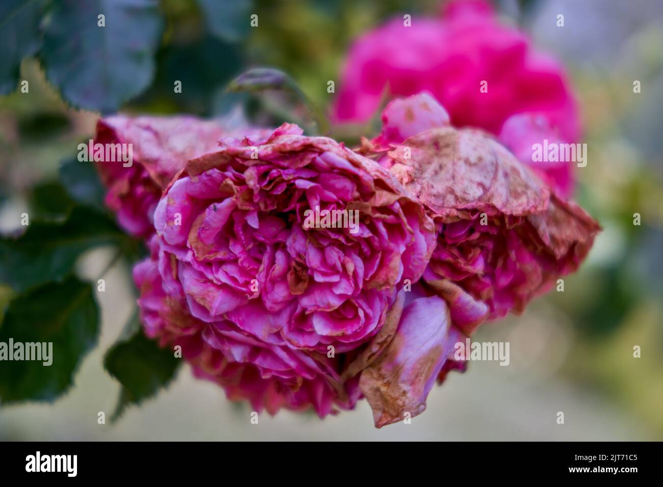 Perishing hi-res stock photography and images - Alamy