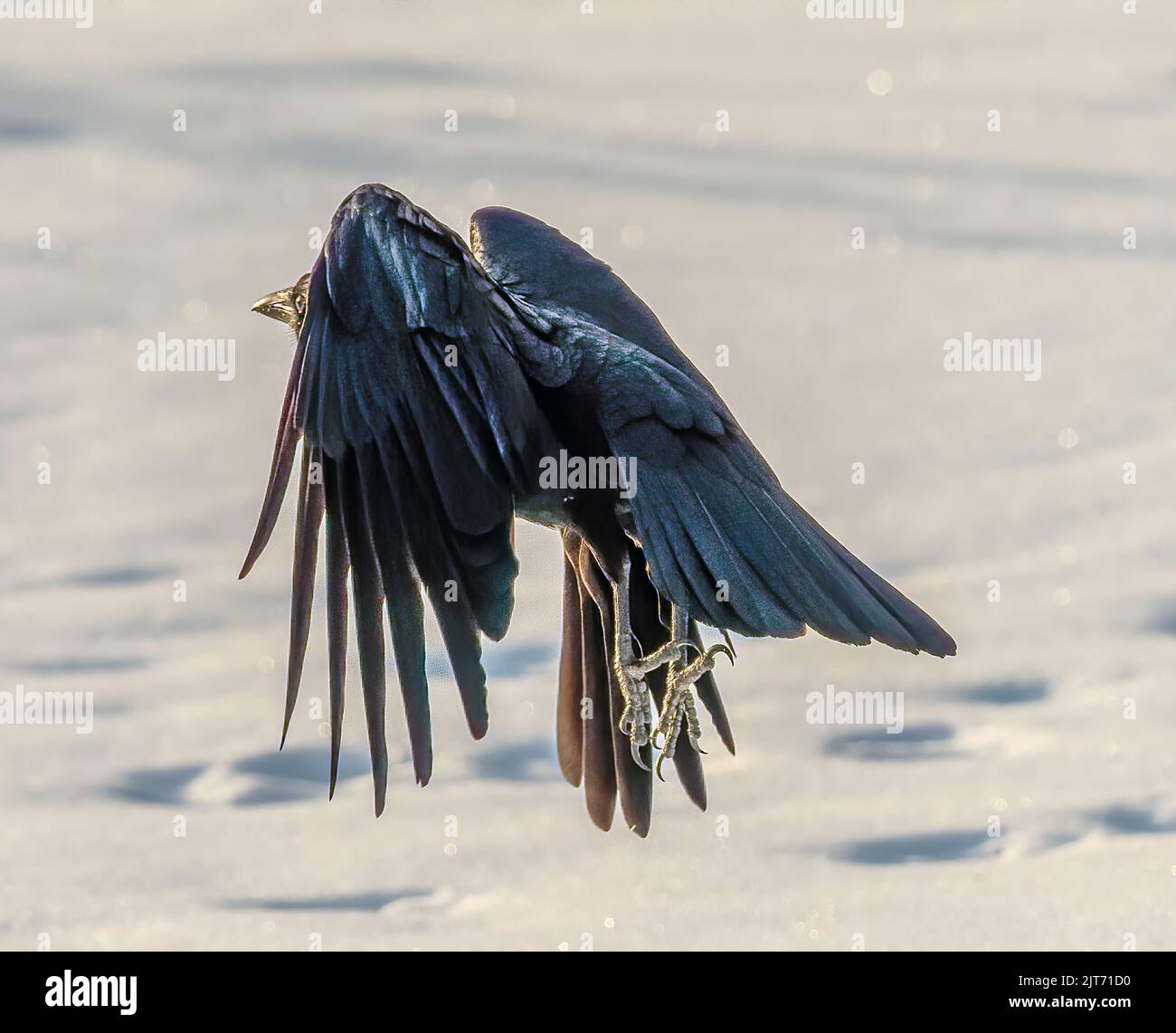 nature at work Stock Photo - Alamy