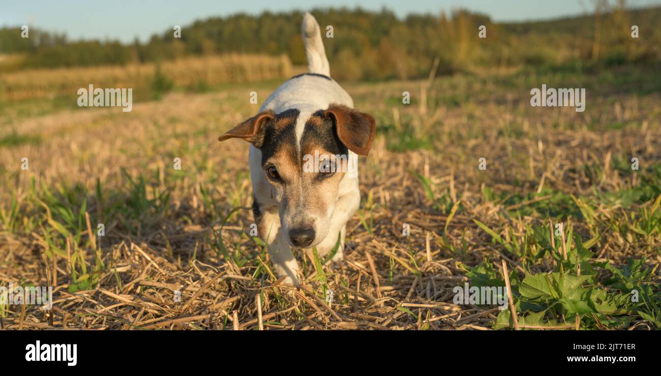 one beauty cute small jack russell terriers dog is walking alone on a ...