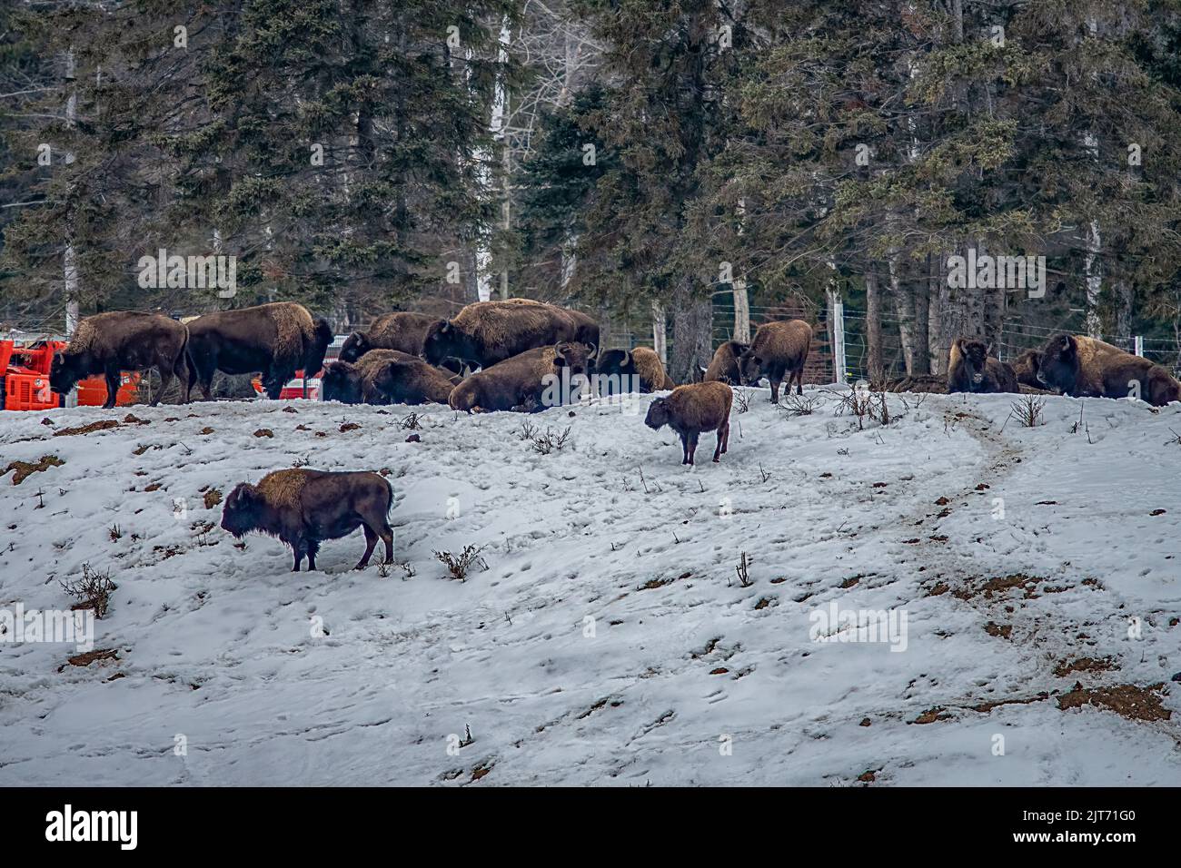 nature at work Stock Photo - Alamy