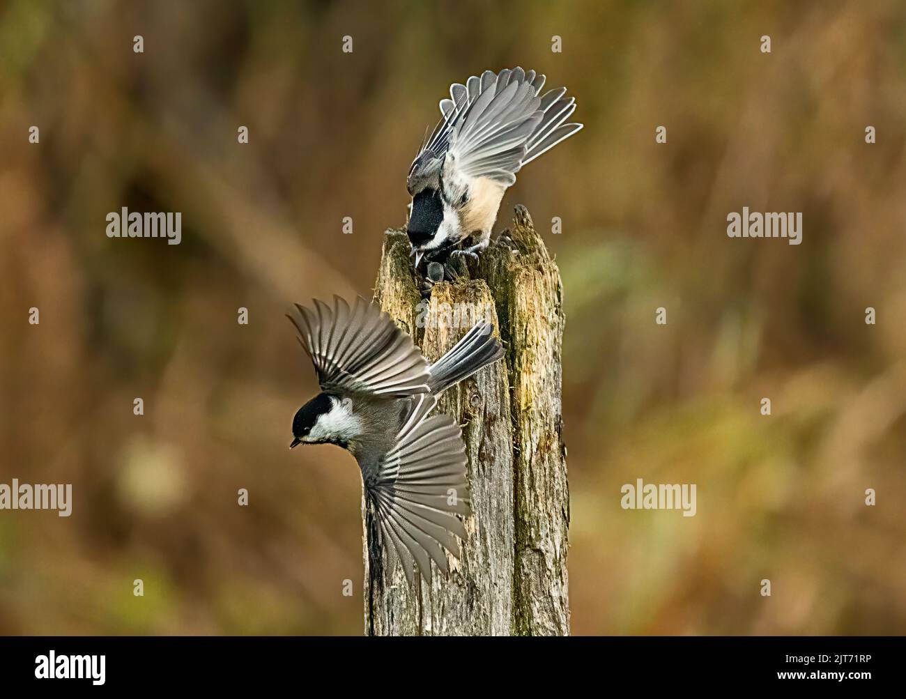 nature at work Stock Photo - Alamy