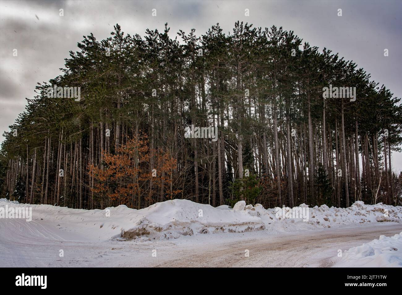 nature at work Stock Photo - Alamy