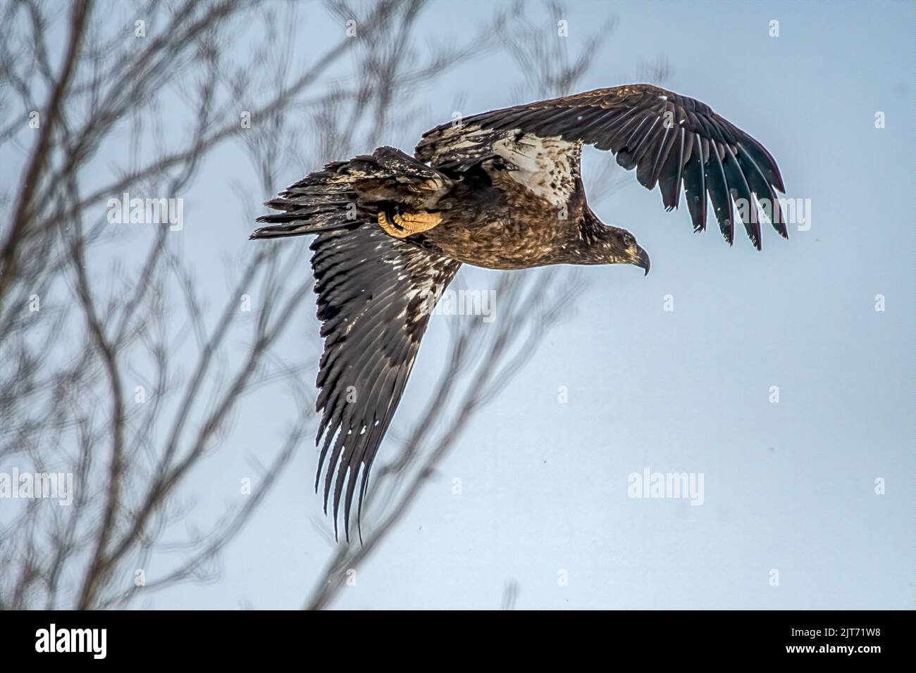 nature at work Stock Photo - Alamy
