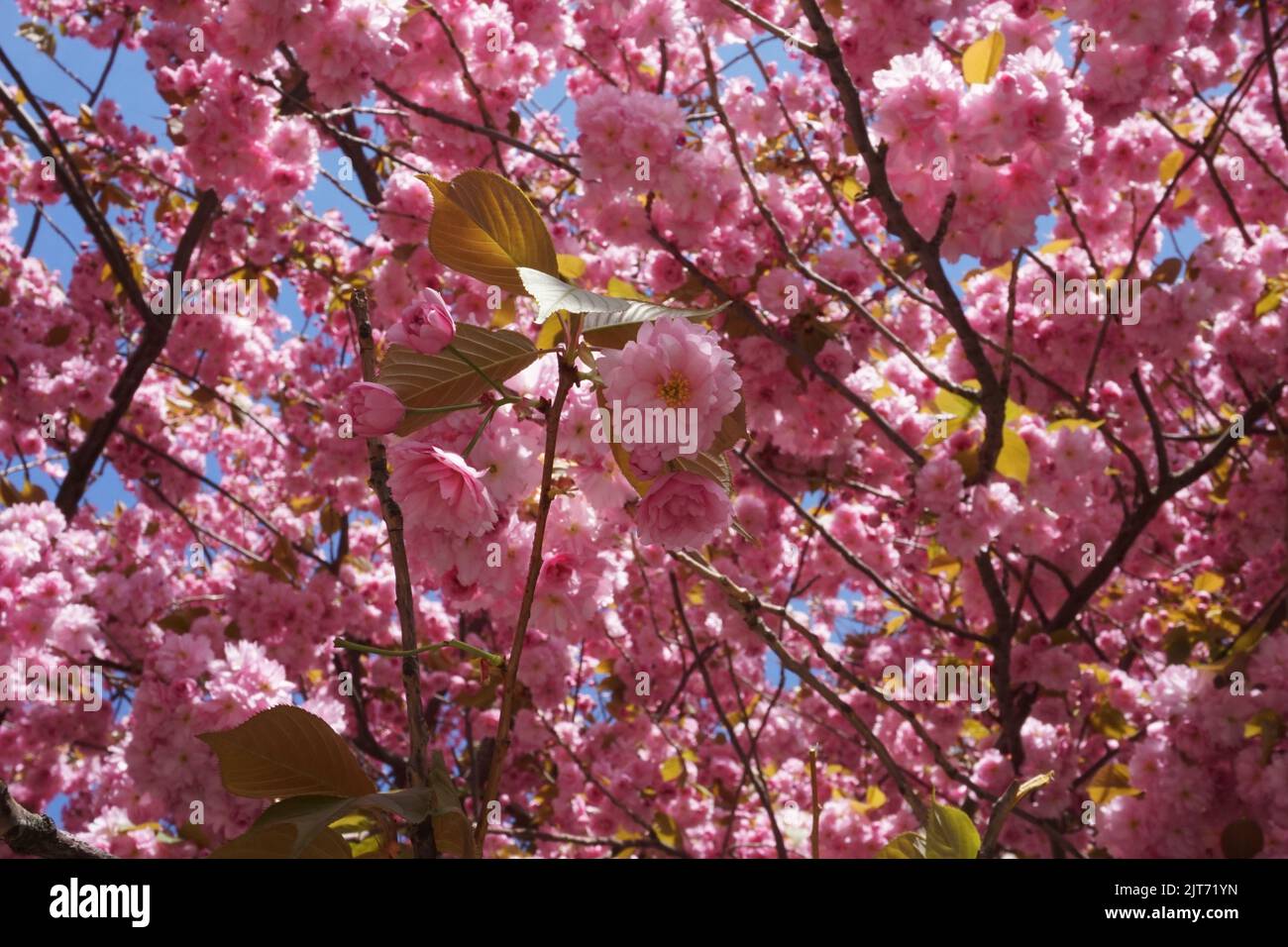 cherry blossoms spring Bonn Germany Stock Photo - Alamy