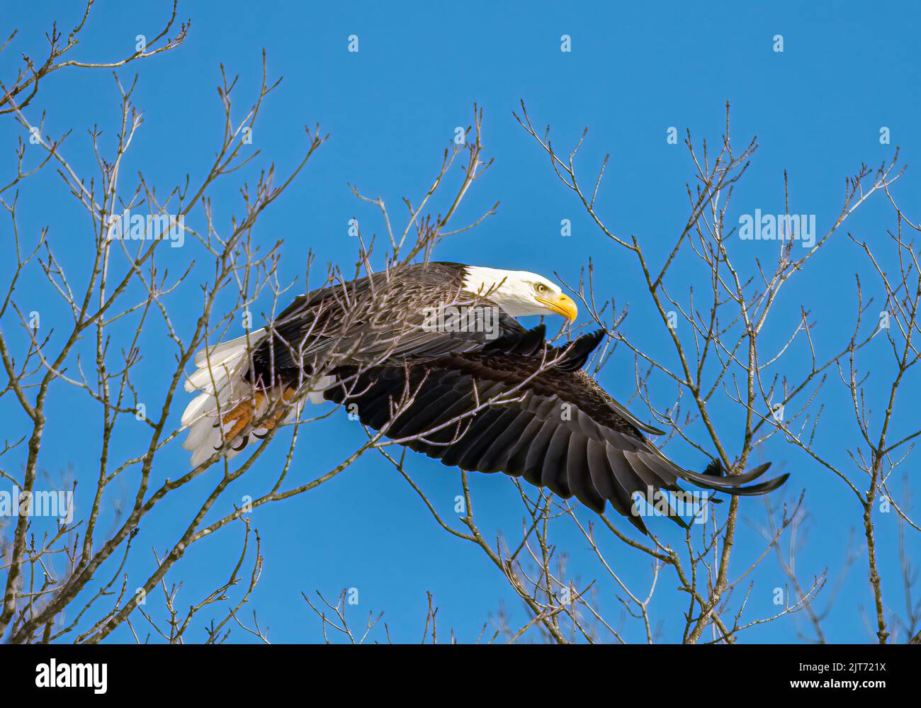 Bald Eagle flying in Winter with blue skies Stock Photo - Alamy