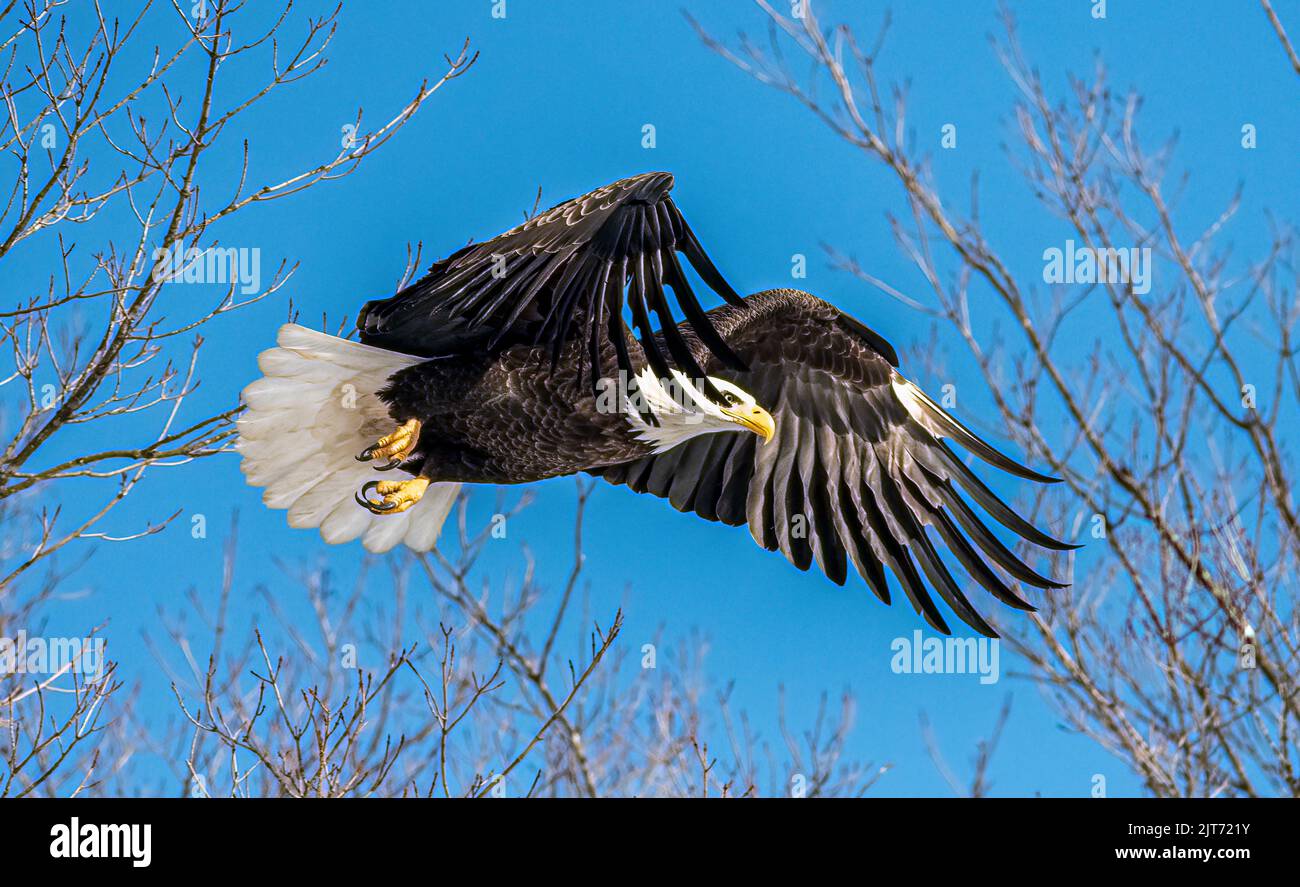 Bald Eagle flying in Winter with blue skies Stock Photo - Alamy