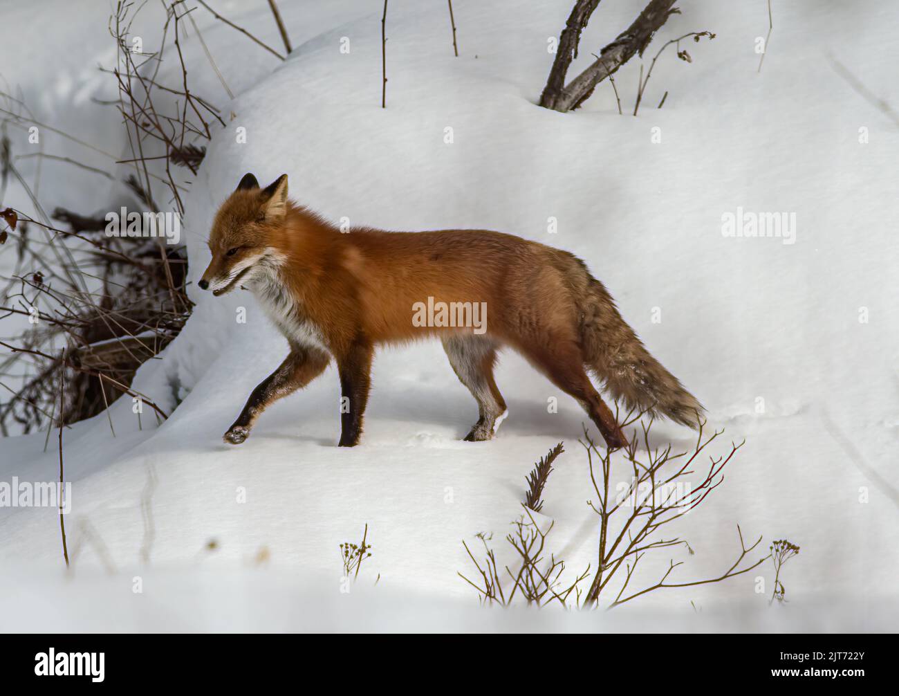 Black fox creek hi-res stock photography and images - Alamy