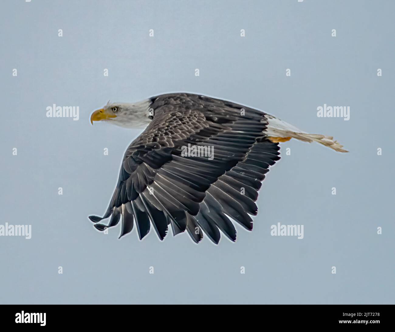 Doves fight hi-res stock photography and images - Alamy