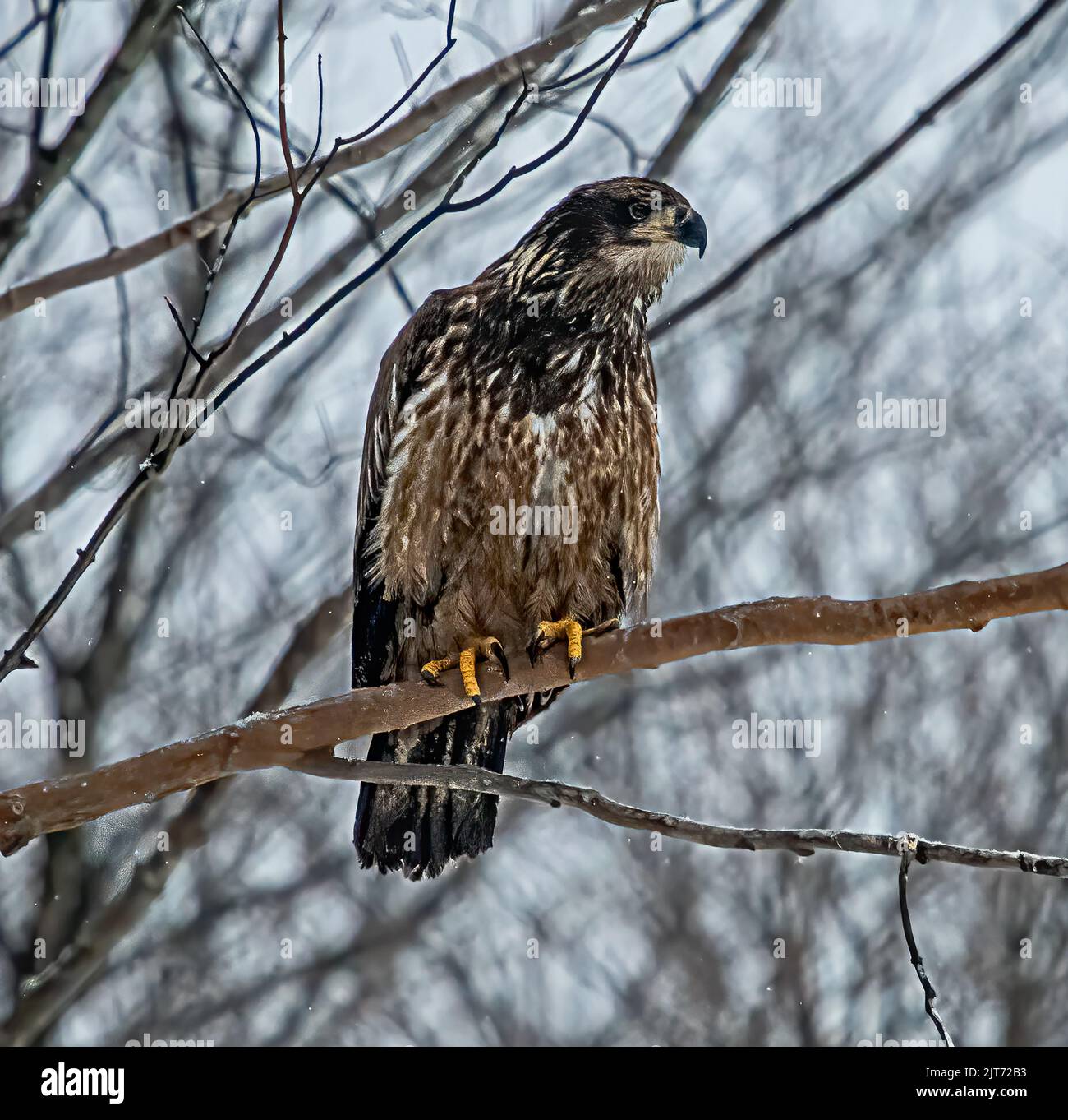 Doves fight hi-res stock photography and images - Alamy