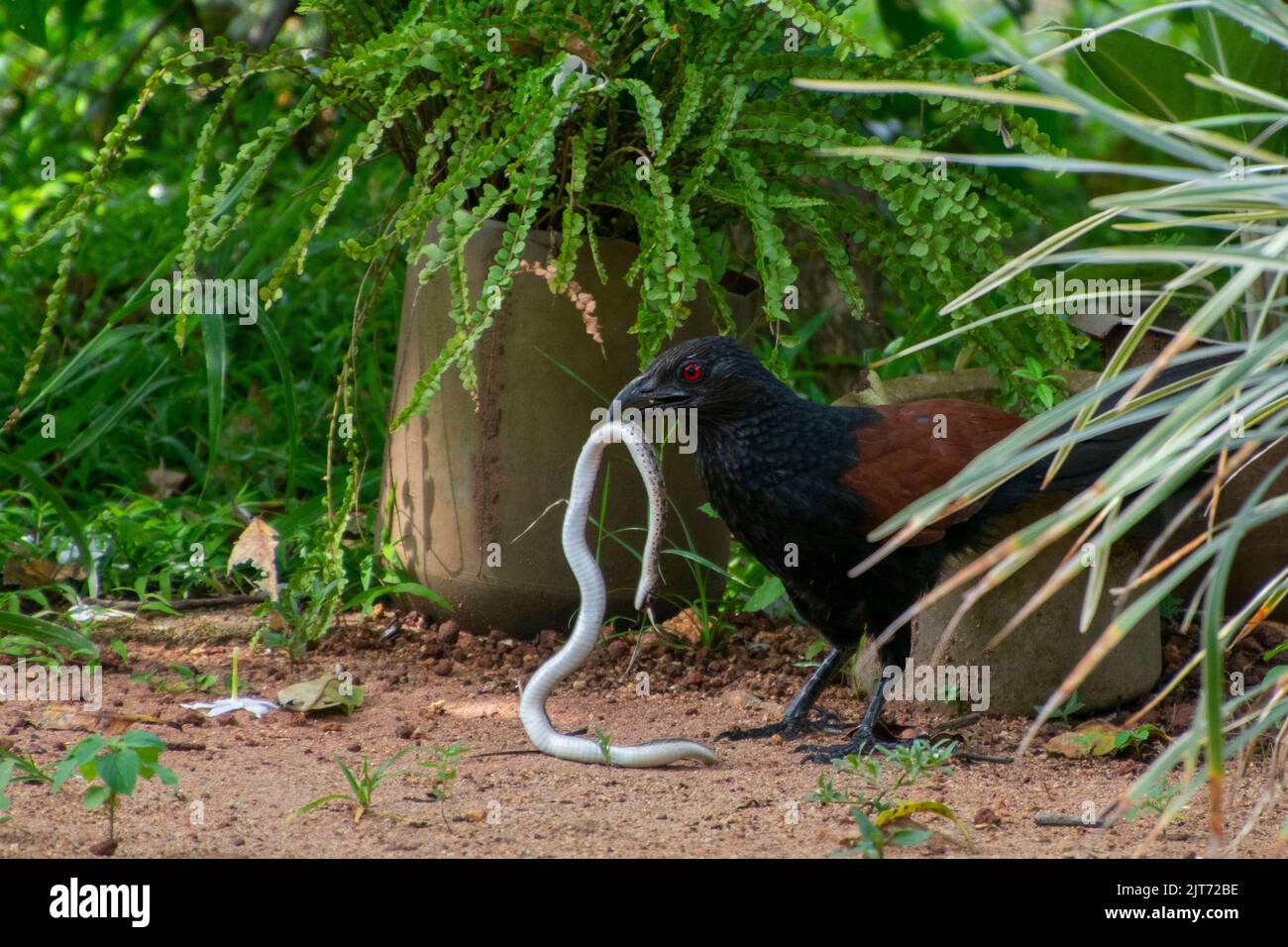 A closeup of Centropus Sinensis bird holdinh snake in beak Stock Photo ...