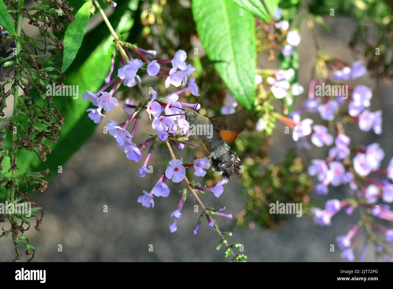 Hummingbird hawk-moth, Taubenschwänzchen, Moro-sphinx, Macroglossum ...