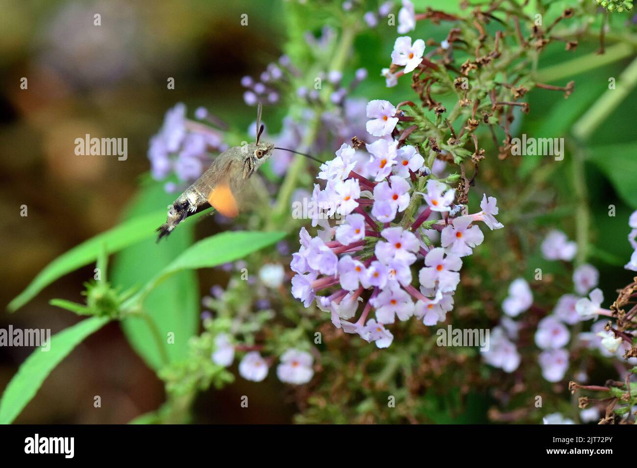 Hummingbird hawk-moth, Taubenschwänzchen, Moro-sphinx, Macroglossum ...