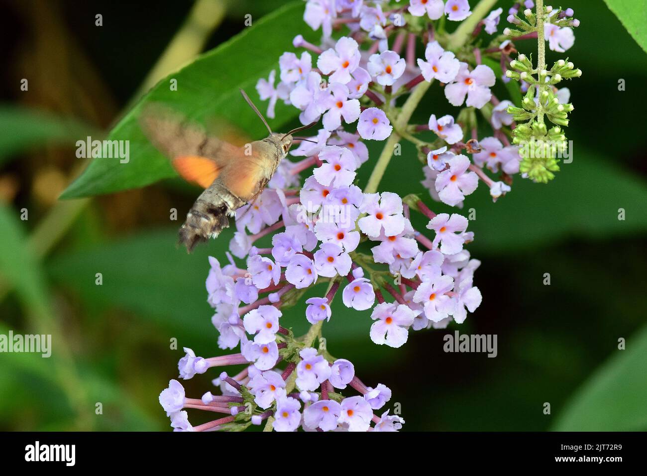 Lat 47 51799140 hi-res stock photography and images - Alamy