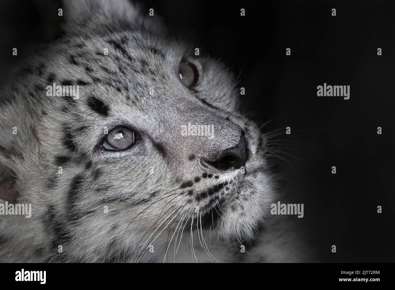 Female snow leopard cub looking up Stock Photo - Alamy