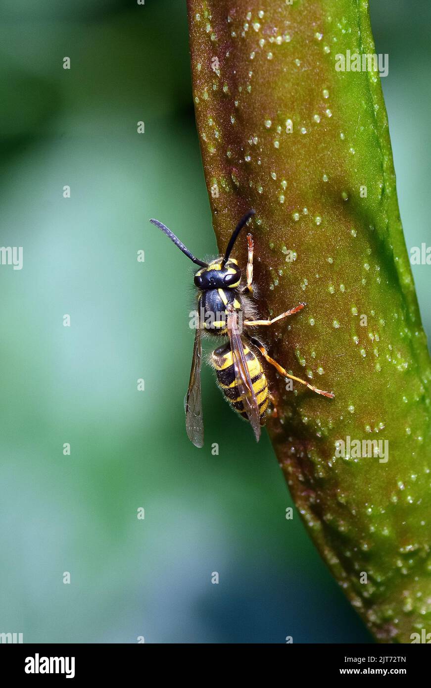 common wasp, Gemeine Wespe, guêpe commune, Vespula vulgaris ...