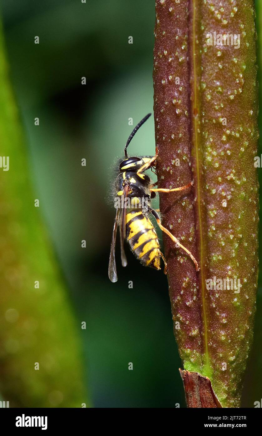 common wasp, Gemeine Wespe, guêpe commune, Vespula vulgaris ...