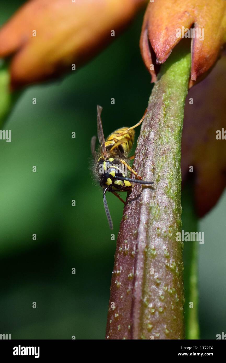 Kecskedarazs hi-res stock photography and images - Alamy