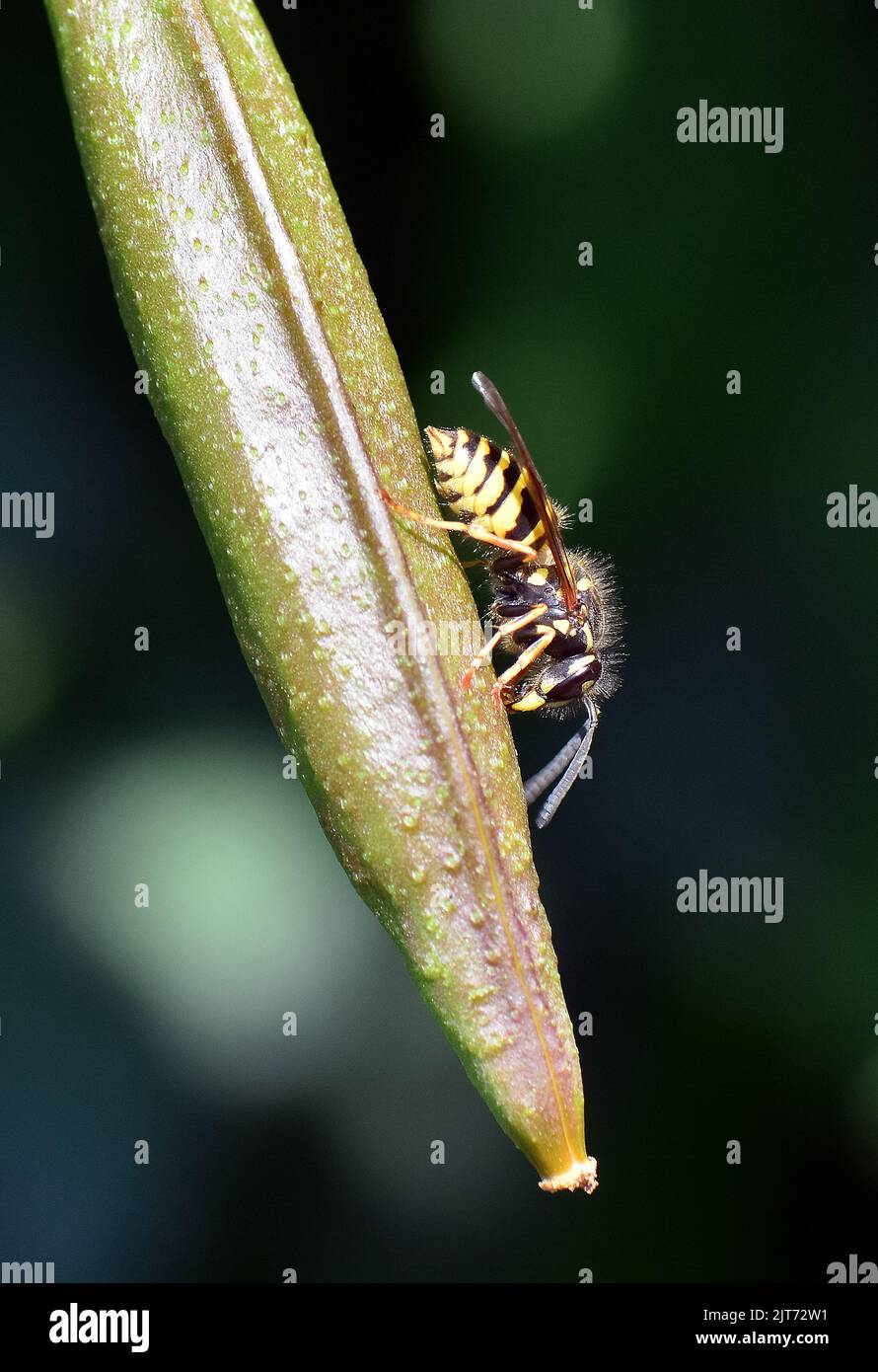 Kecskedarazs hi-res stock photography and images - Alamy