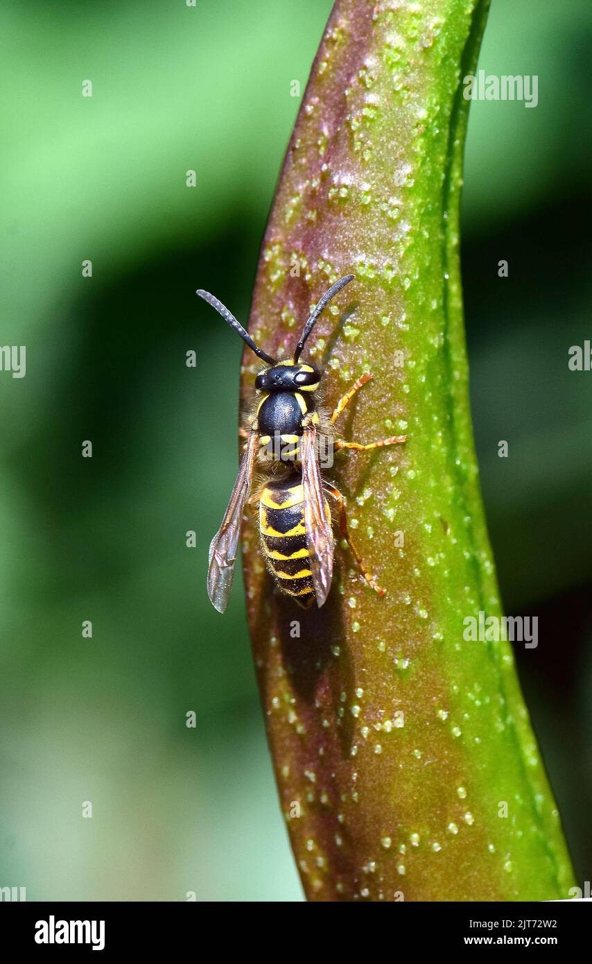 common wasp, Gemeine Wespe, guêpe commune, Vespula vulgaris ...