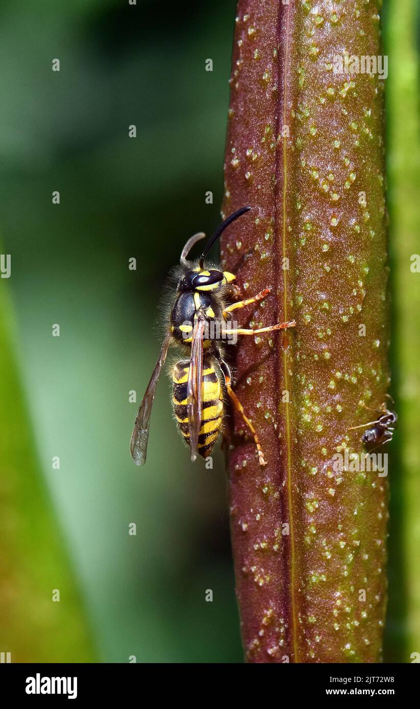 common wasp, Gemeine Wespe, guêpe commune, Vespula vulgaris ...