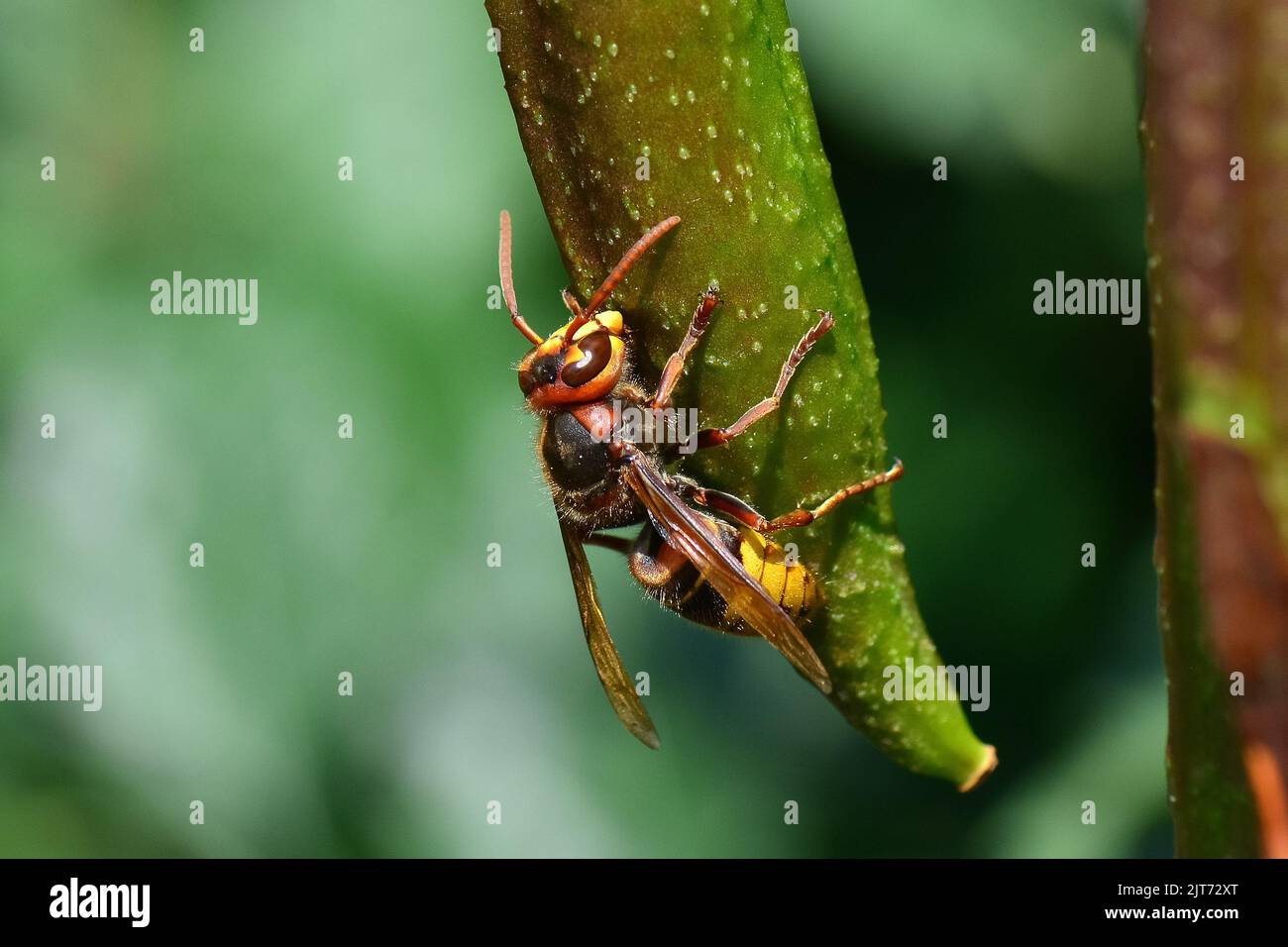 European hornet, Hornisse, Frelon européen, Vespa crabro, lódarázs ...
