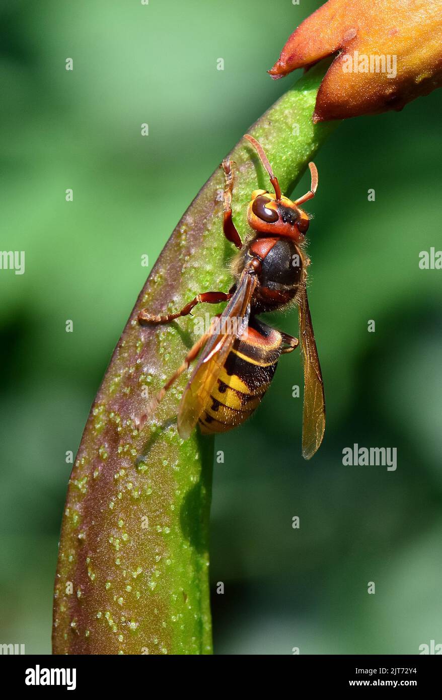 European hornet, Hornisse, Frelon européen, Vespa crabro, lódarázs ...