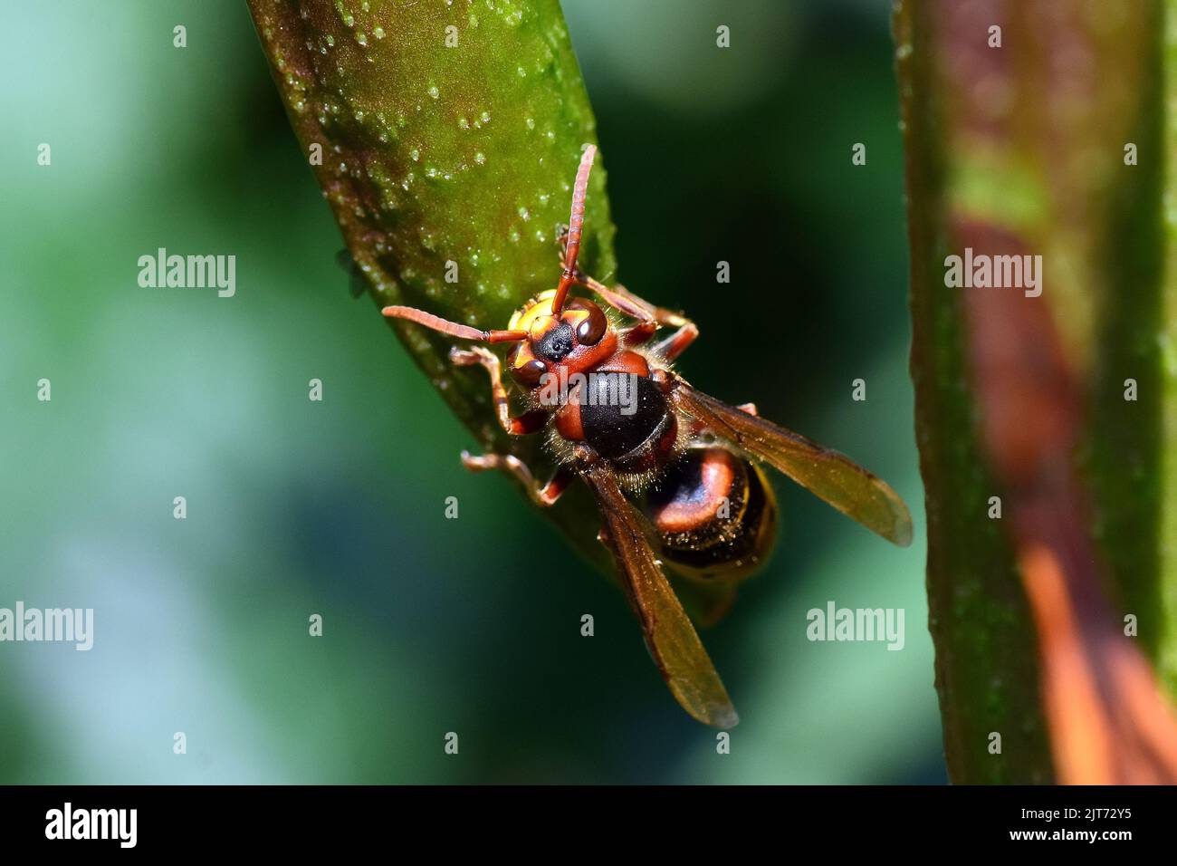 European hornet, Hornisse, Frelon européen, Vespa crabro, lódarázs ...
