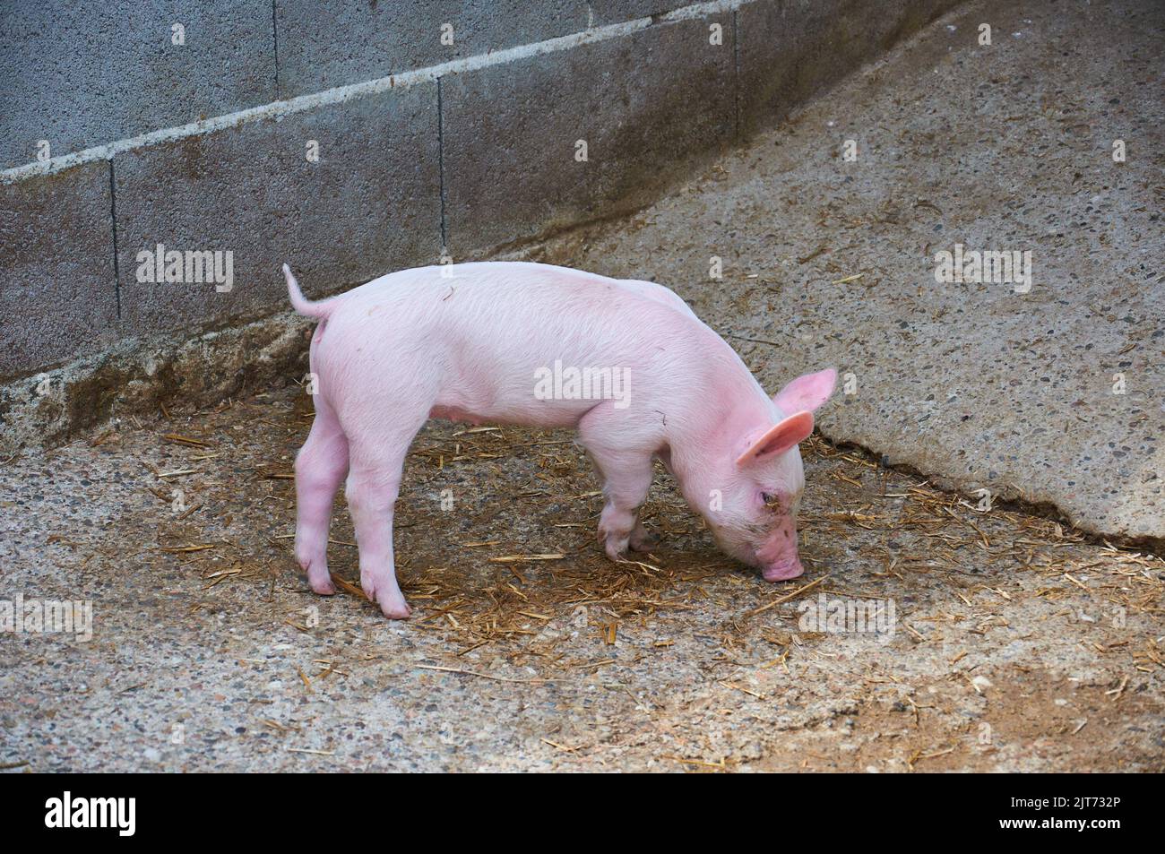 Funny adorable dirty little hi-res stock photography and images - Alamy