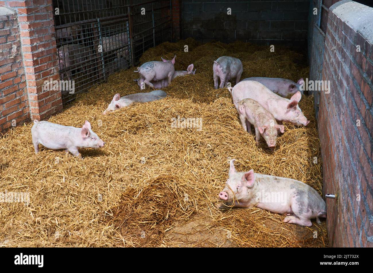 Wooly pigs baby hi-res stock photography and images - Alamy