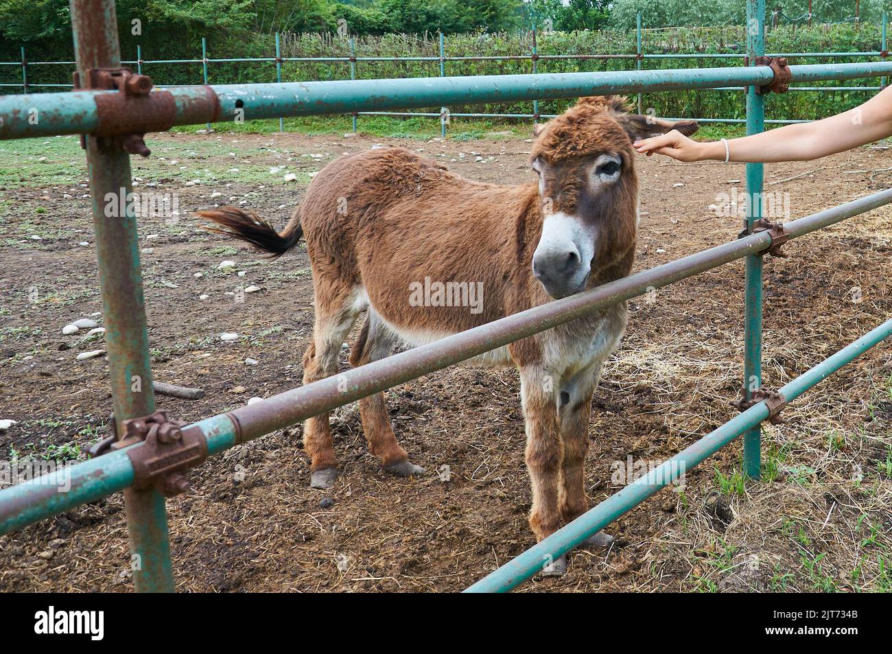 Donkey management hi-res stock photography and images - Alamy