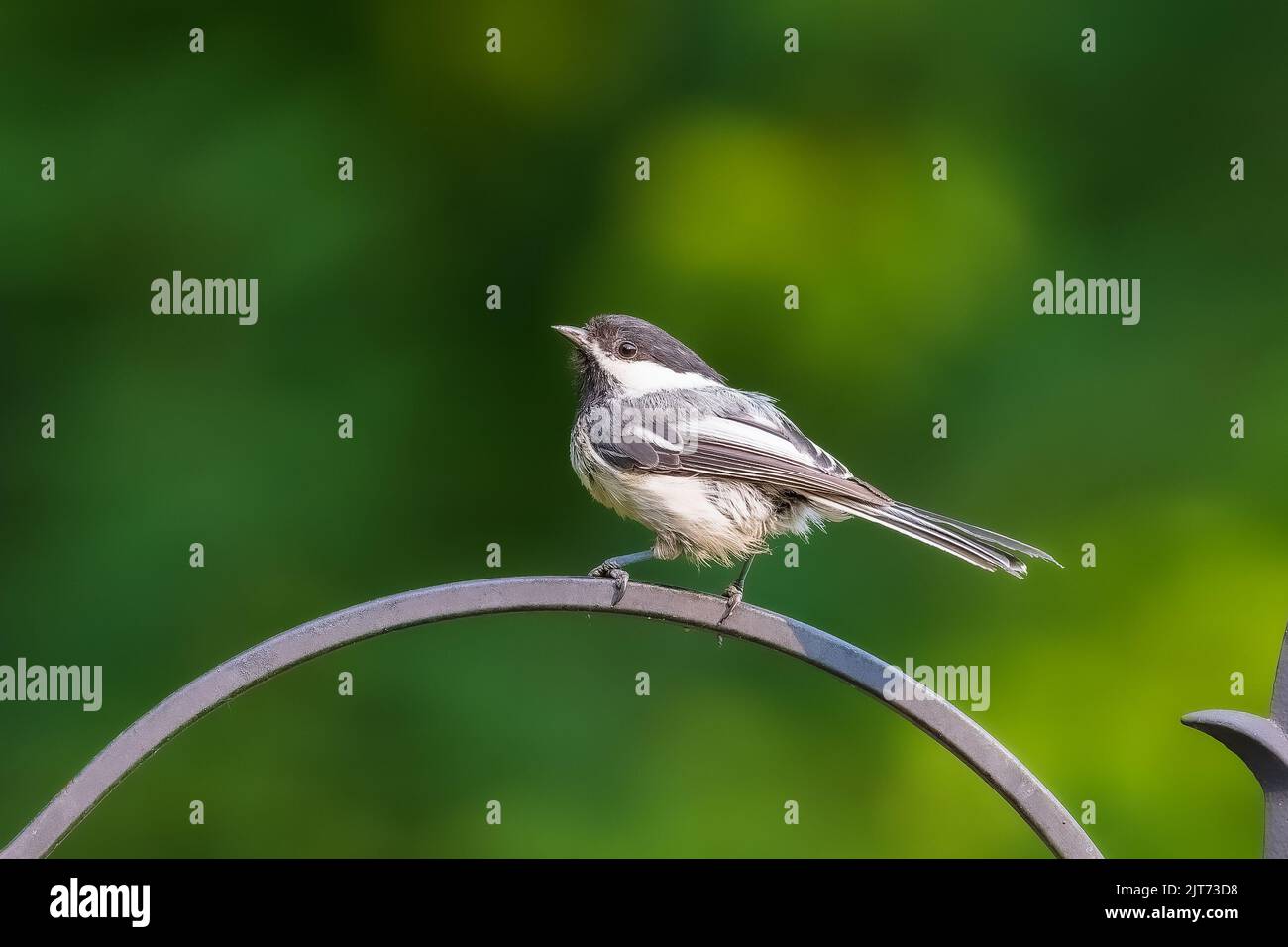 A Black-capped Chickadee in Alaska Stock Photo - Alamy
