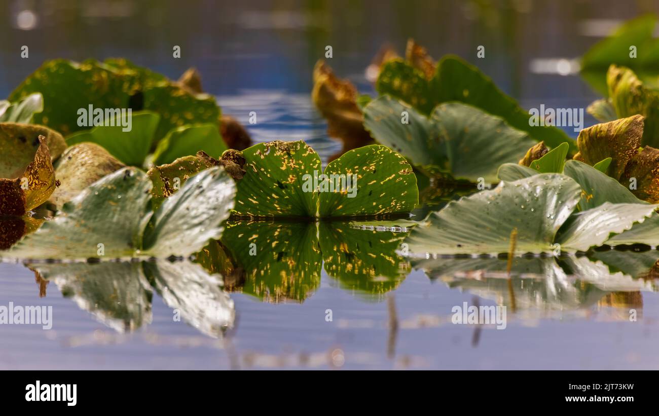 Alaska Pond Lily Pad Leaves Stock Photo - Alamy