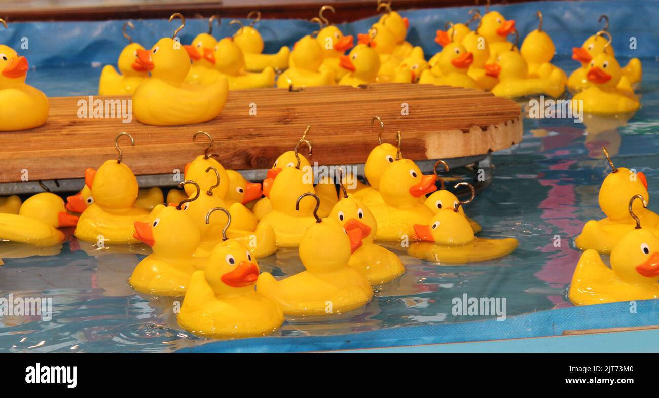 The Plastic Ducks on a Fun Fair Sideshow Prize Game Stock Photo - Alamy