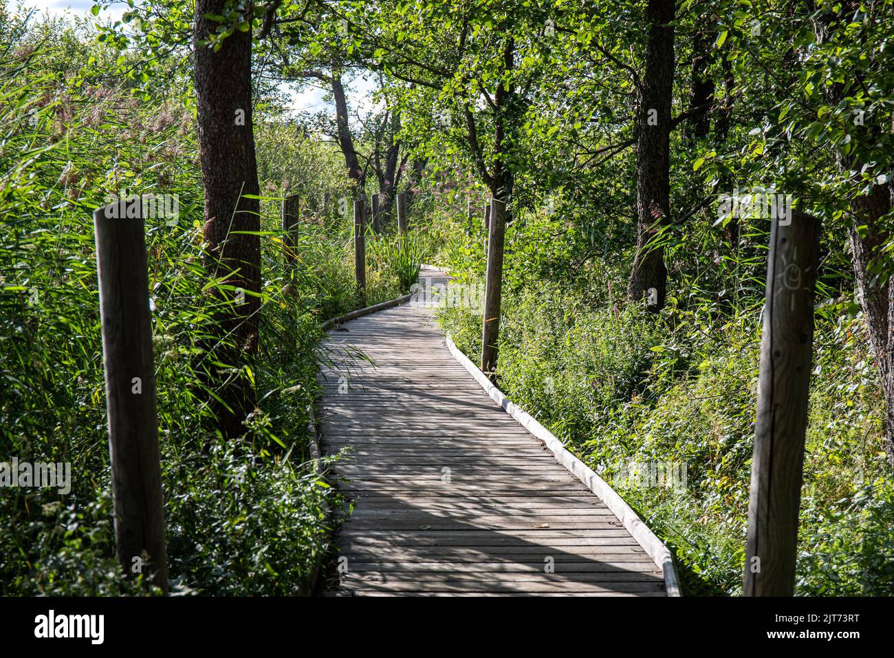 Boardwalk in nature hi-res stock photography and images - Alamy