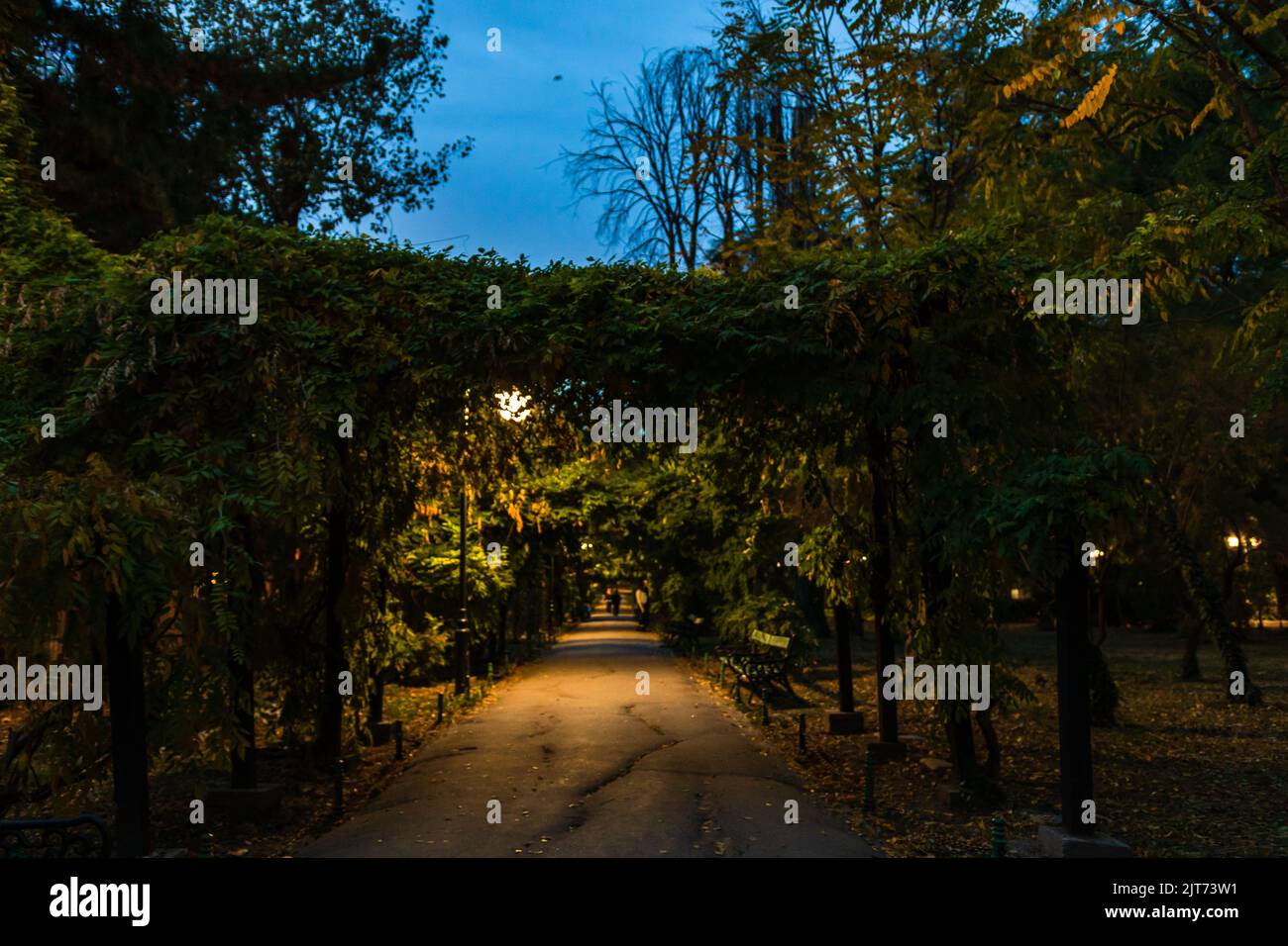 Night scene. Dark alley in Cismigiu Gardens Park at night in downtown ...