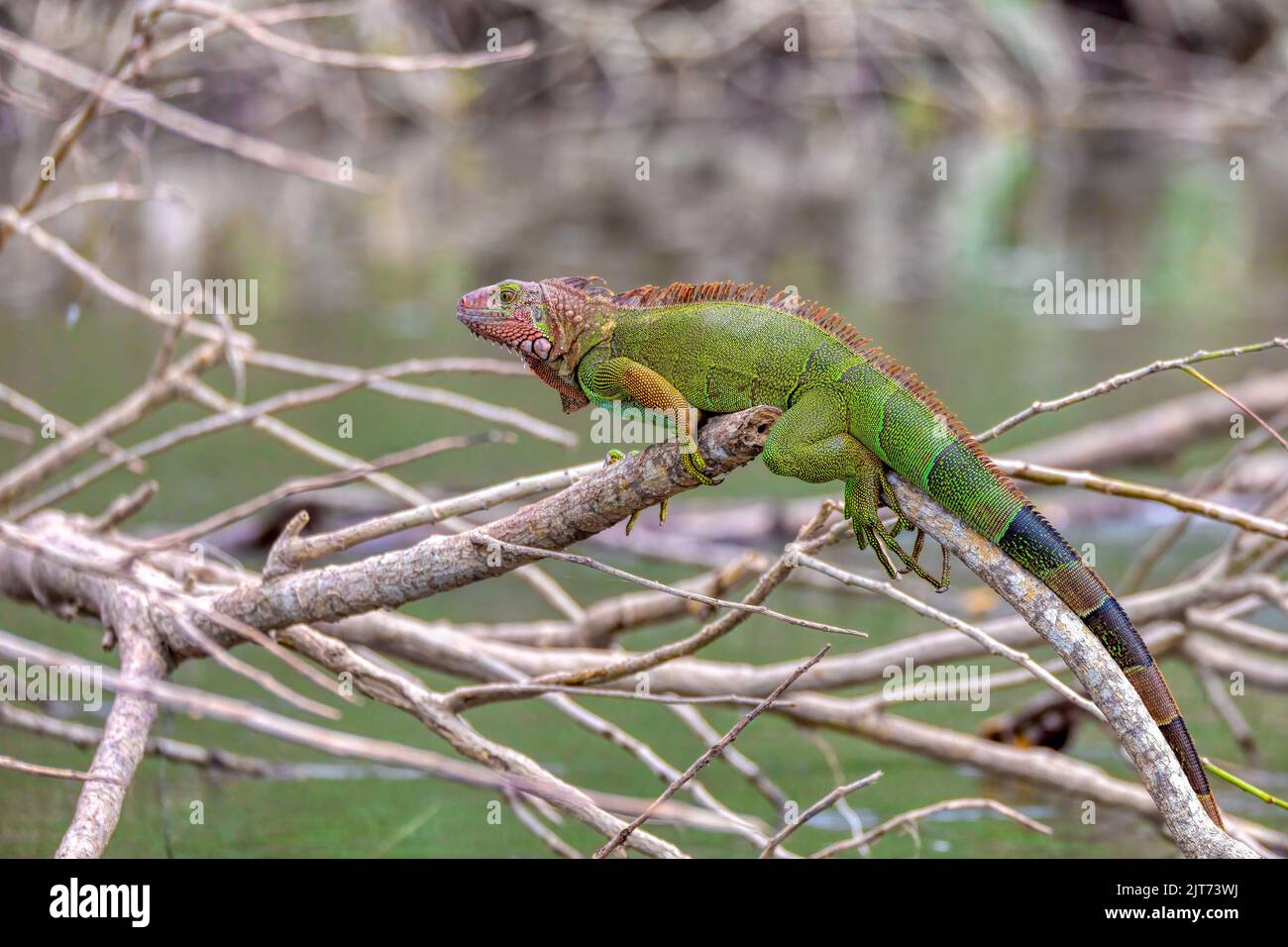Beautifully colored green iguana (Iguana iguana) on tree in tropical ...