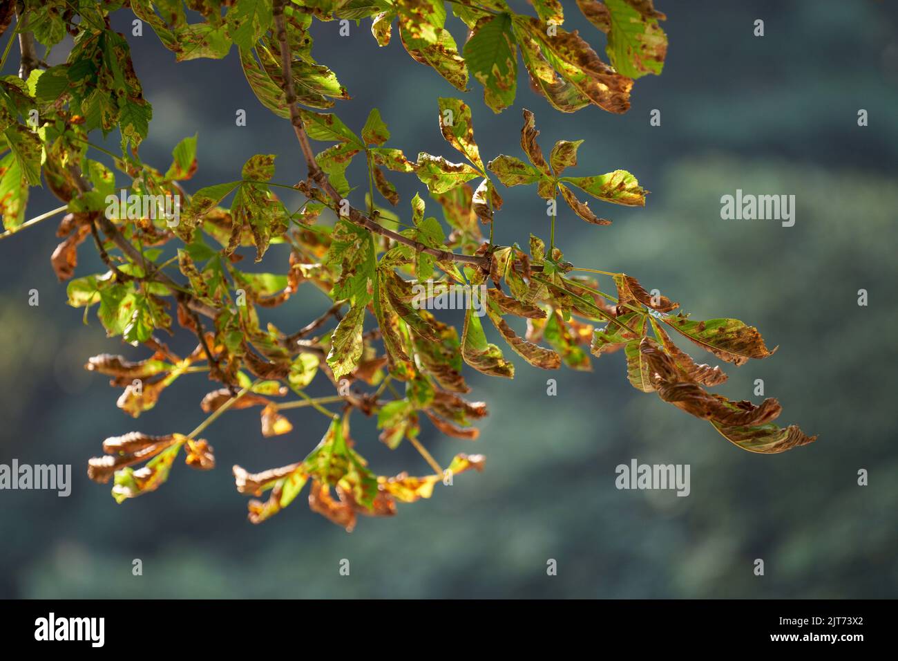 Horse chestnut tree leaves destroyed by The horse-chestnut leaf miner ...