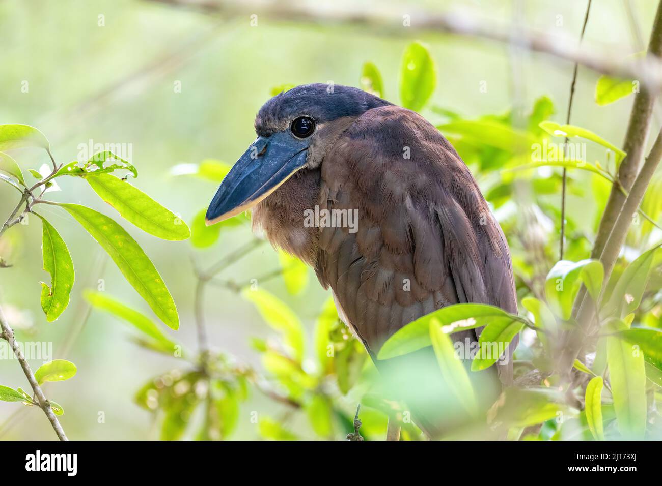 Boat-billed heron (Cochlearius cochlearius) hidden in mangrove swamps ...