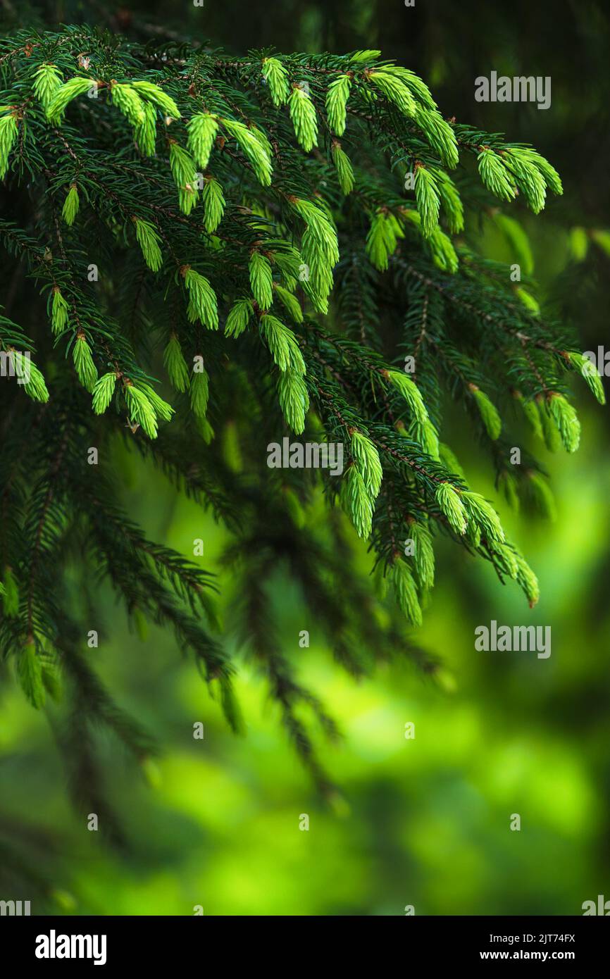 Bohek texture hi-res stock photography and images - Alamy