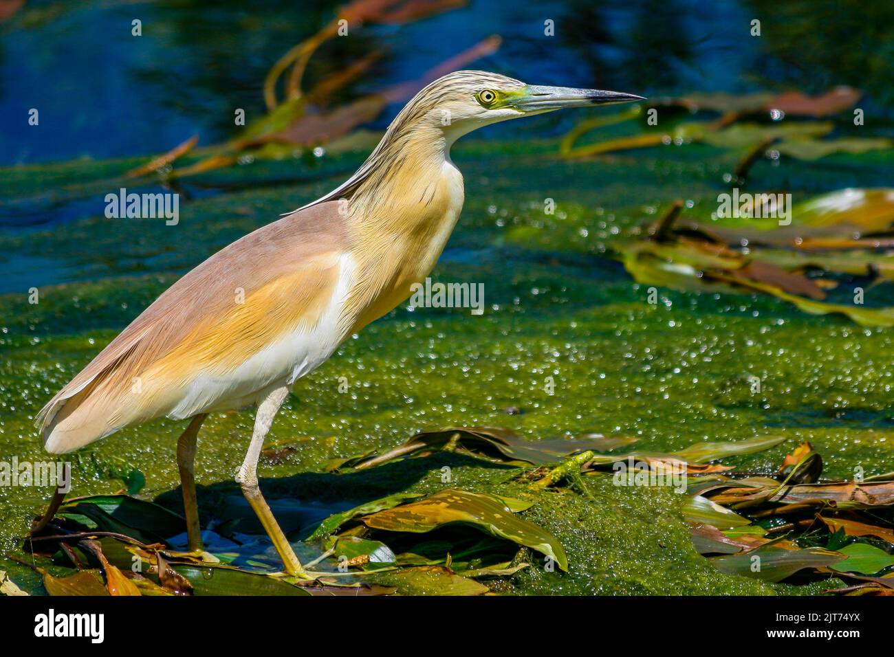 The squacco heron (Ardeola ralloides) is a small heron Stock Photo - Alamy